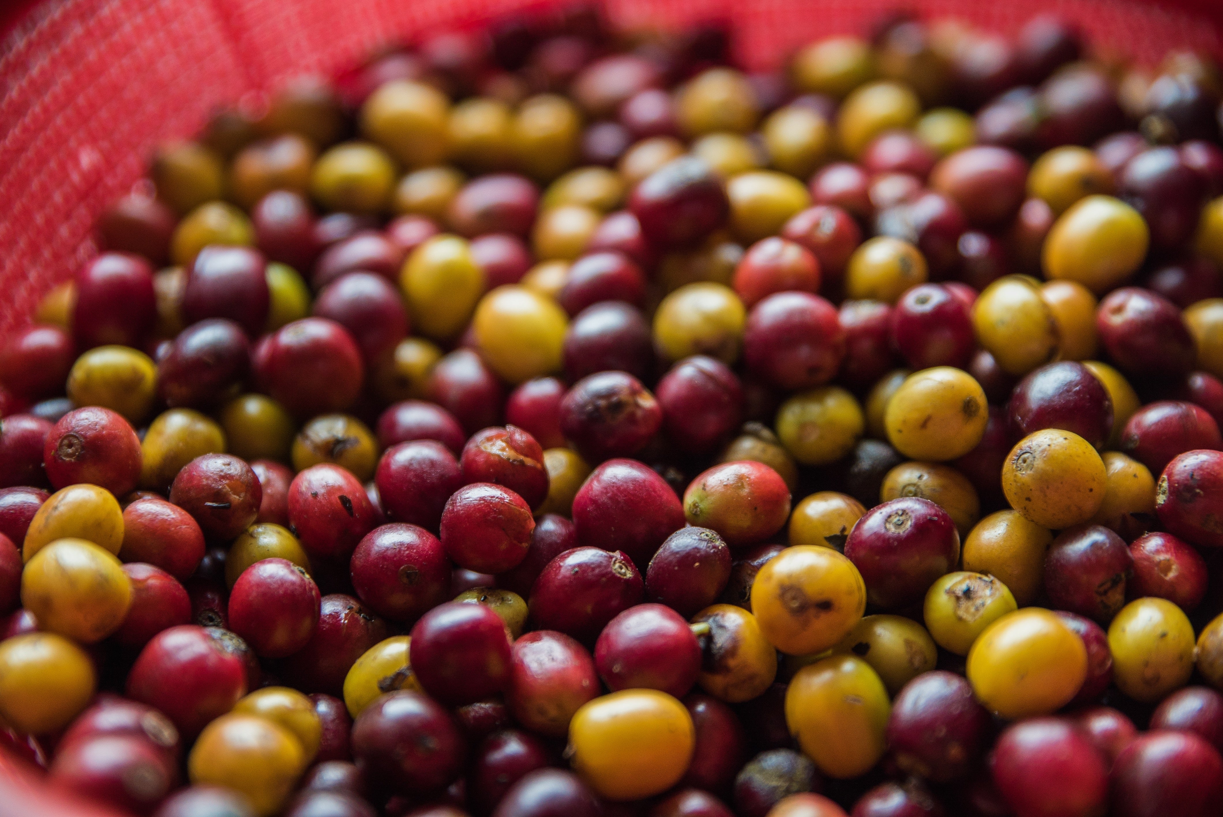 MEDIUM ROAST SINGLE ORIGIN – Symmetry Coffee Roasters